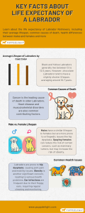 Life Expectancy of a Labrador - PuppDelight